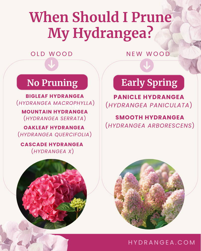 When Should I Prune My Hydrangeas? [Guide]